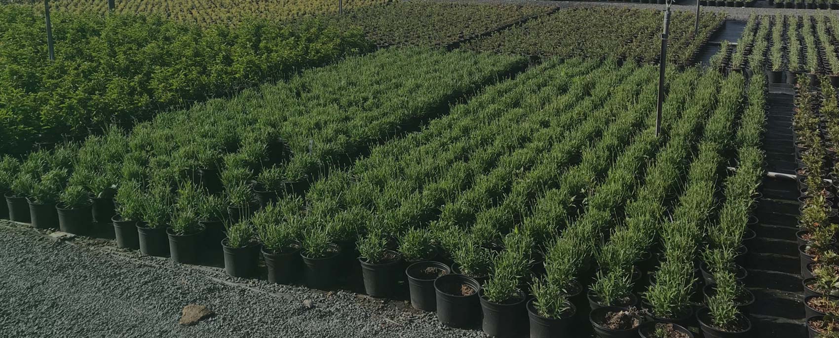 Gro For It Ltd – Wholesale Nursery